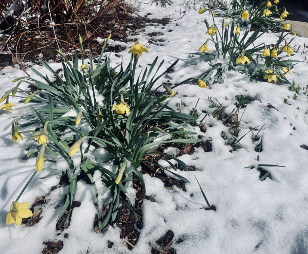 Spring in Aspen: Dodging Cosmic Curveballs and Stepping into Being You